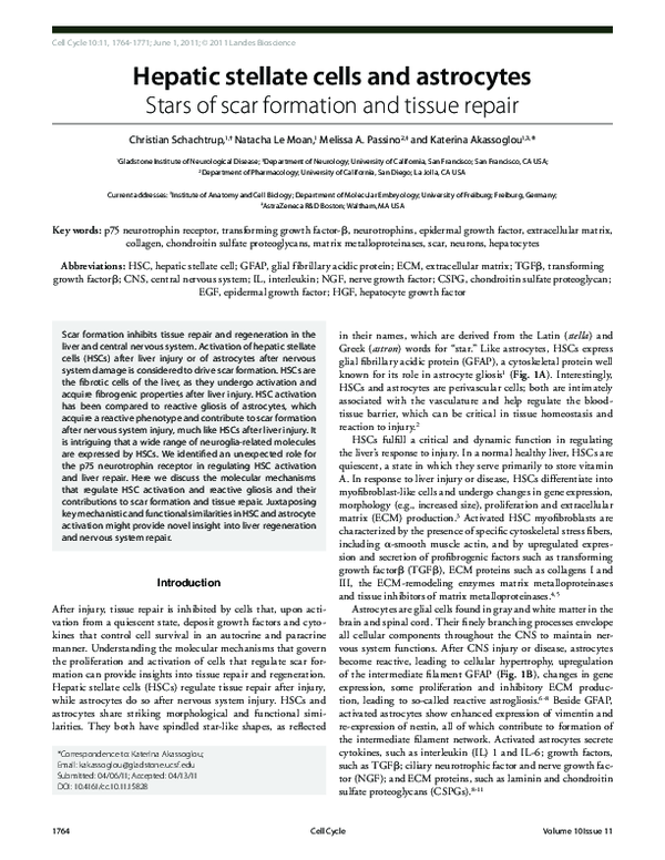 Pdf Hepatic Stellate Cells And Astrocytes Stars Of Scar Formation And Tissue Repair