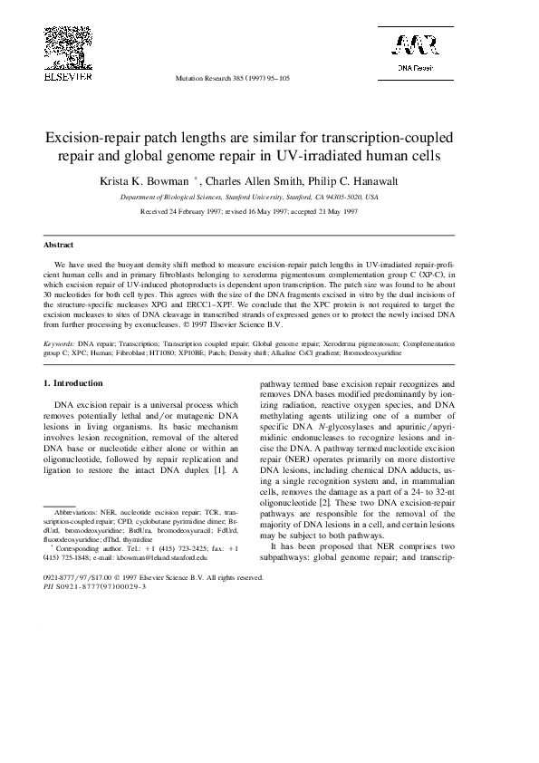 (PDF) Excision-repair patch lengths are similar for transcription ...
