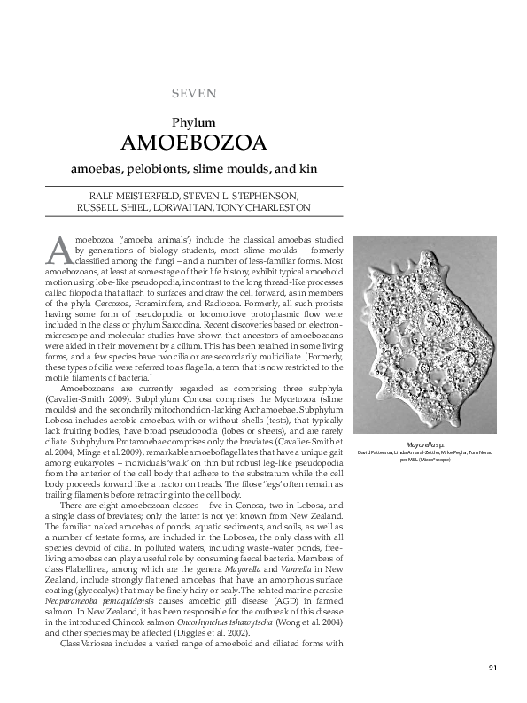 (PDF) Phylum Amoebozoa - amoebas, pelobionts, slime moulds, and kin