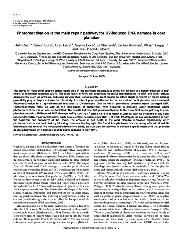 (PDF) Photoreactivation is the main repair pathway for UV-induced DNA ...