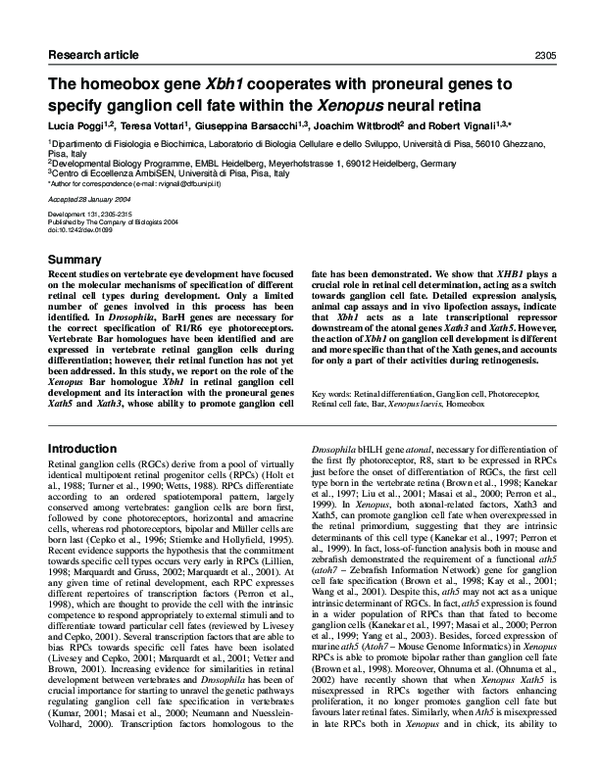(PDF) The homeobox gene Xbh1 cooperates with proneural genes to specify ...