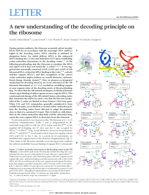 (PDF) A new understanding of the decoding principle on the ribosome