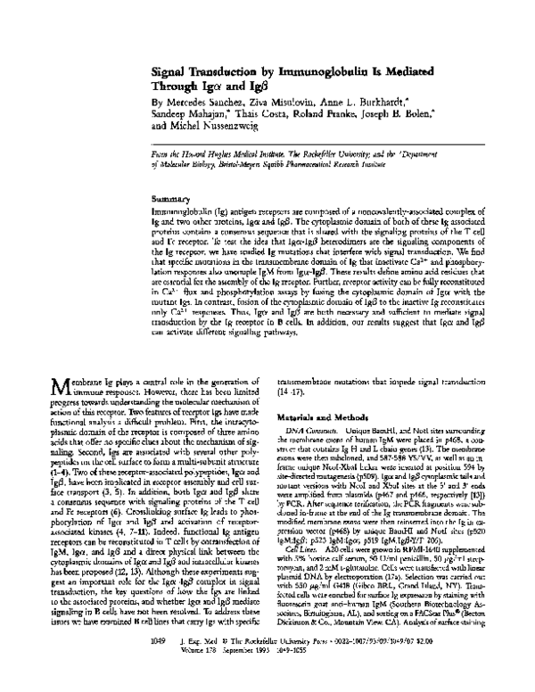 (PDF) Signal transduction by immunoglobulin is mediated through Ig ...
