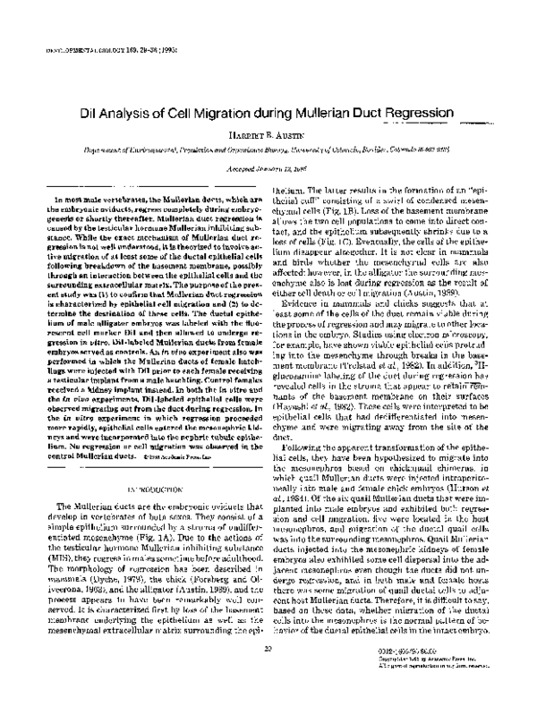 (PDF) DiI Analysis of Cell Migration during Mullerian Duct Regression