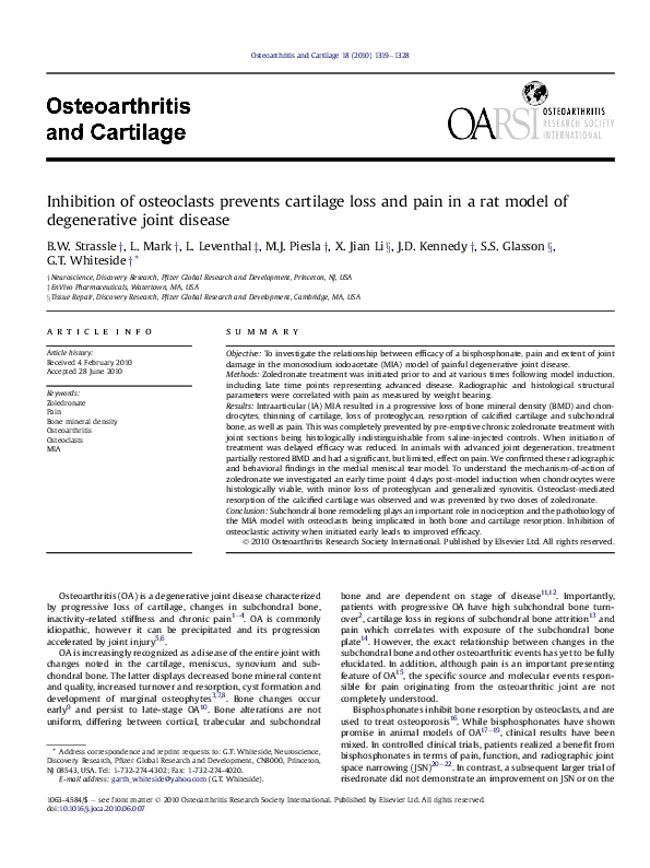 (PDF) Inhibition of osteoclasts prevents cartilage loss and pain in a ...