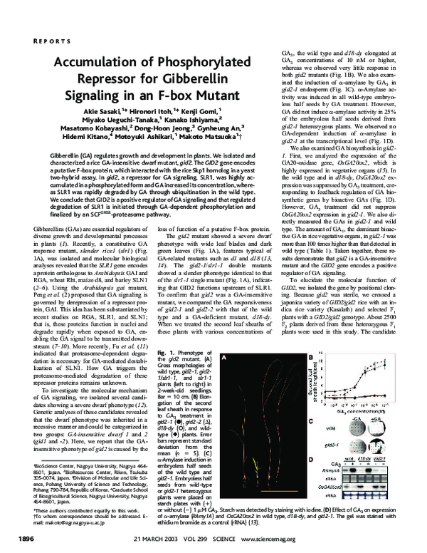 (PDF) Accumulation of Phosphorylated Repressor for Gibberellin ...