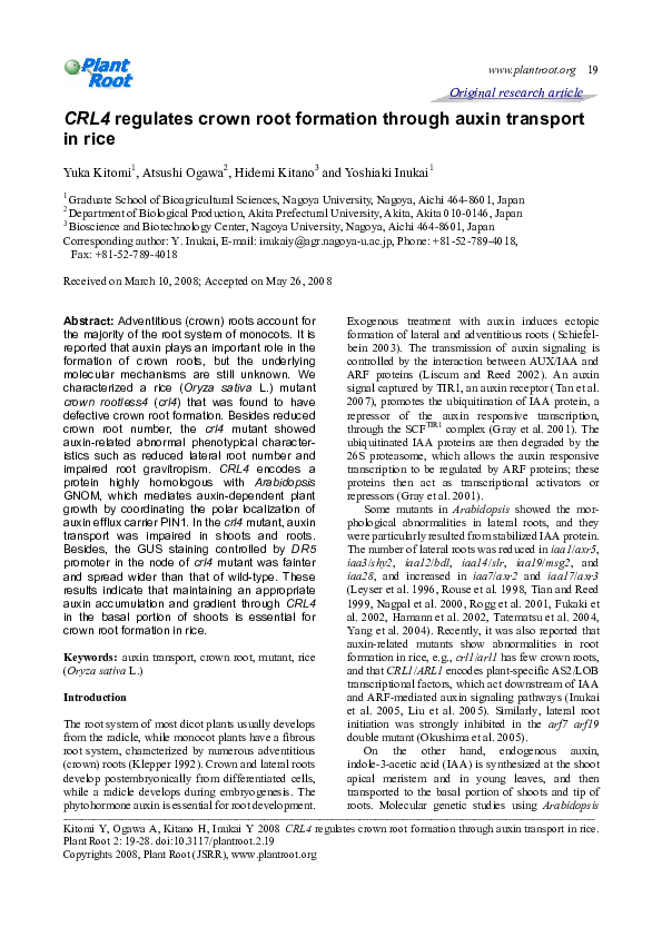 (PDF) CRL4 regulates crown root formation through auxin transport in rice