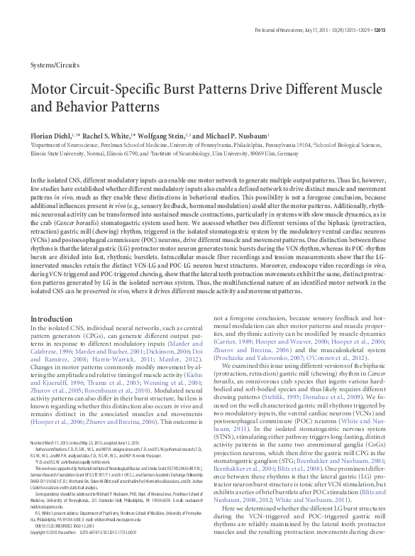 {M}otor circuit-specific burst patterns drive different muscle and ...