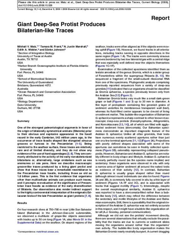(PDF) Report Giant Deep-Sea Protist Produces Bilaterian-like Traces