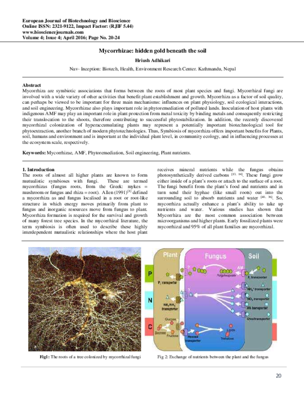 (PDF) Mycorrhizae: Hidden gold beneath the soil