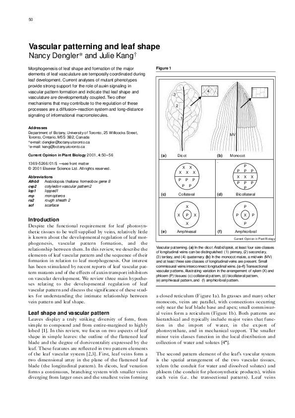 (PDF) Vascular patterning and leaf shape