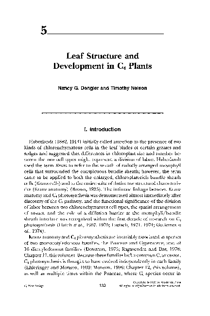 (PDF) Leaf Structure and Development in C4 Plants