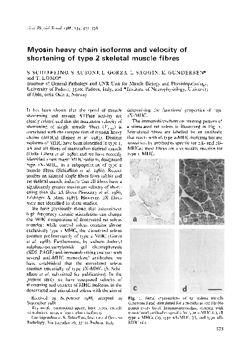 (PDF) Myosin heavy chain isoforms and velocity of shortening of type 2 ...