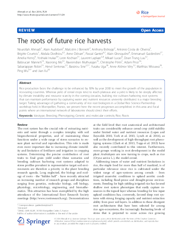(PDF) The roots of future rice harvests