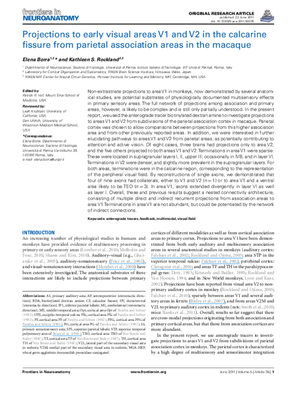 (PDF) Projections to Early Visual Areas V1 and V2 in the Calcarine Fissure from Parietal ...