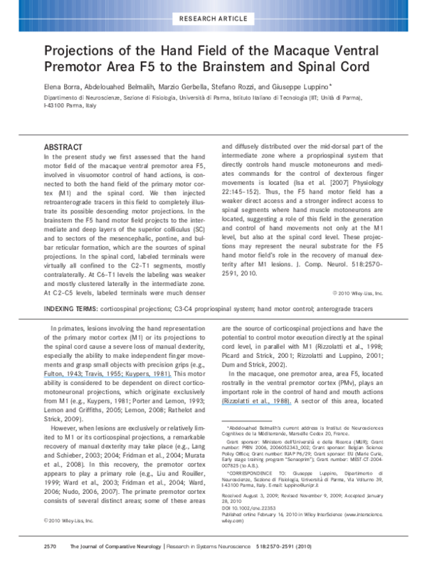 (PDF) Projections of the hand field of the macaque ventral premotor area F5 to the brainstem and ...