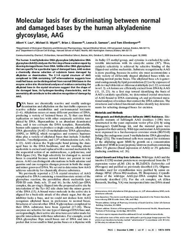 (PDF) Molecular basis for discriminating between normal and damaged ...