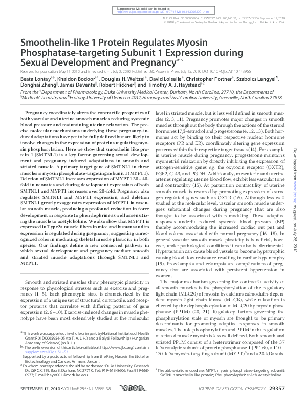 (PDF) Smoothelin-like 1 Protein Regulates Myosin Phosphatase-targeting ...