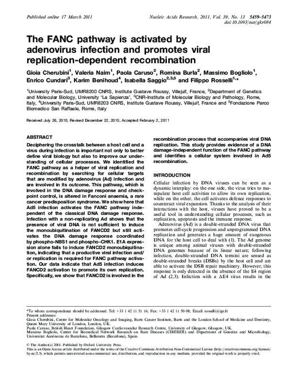 (PDF) The FANC pathway is activated by adenovirus infection and ...
