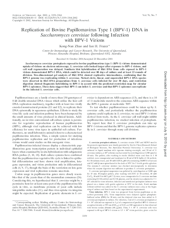 (PDF) Replication of Bovine Papillomavirus Type 1 (BPV-1) DNA in ...