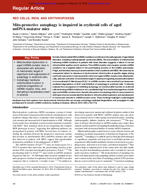 (PDF) Mito-protective autophagy is impaired in erythroid cells of aged ...