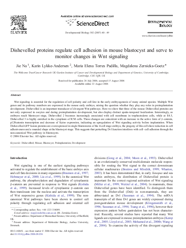 (PDF) Dishevelled proteins regulate cell adhesion in mouse blastocyst ...