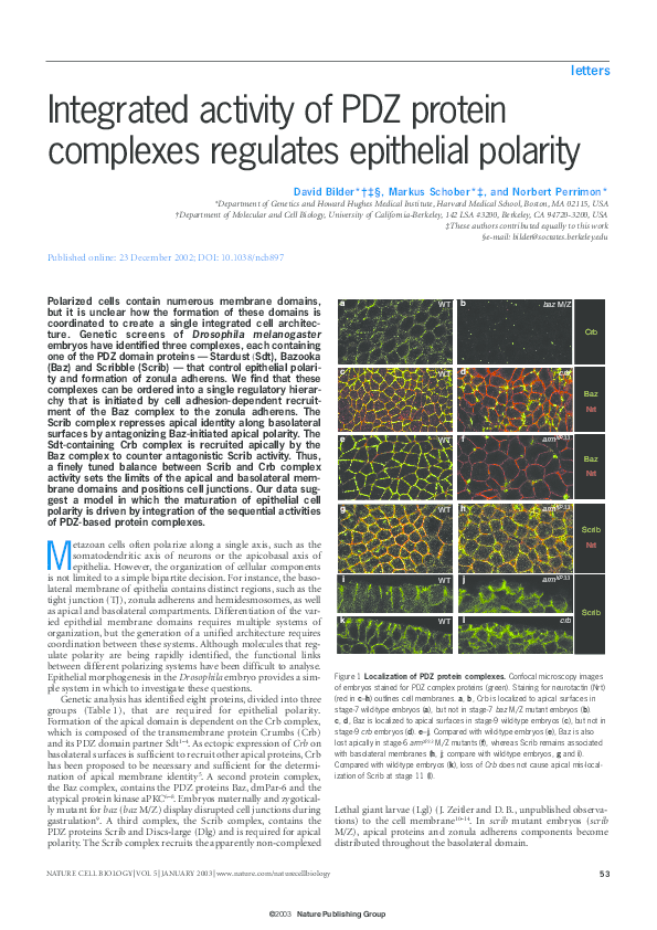 (PDF) Integrated activity of PDZ protein complexes regulates epithelial ...