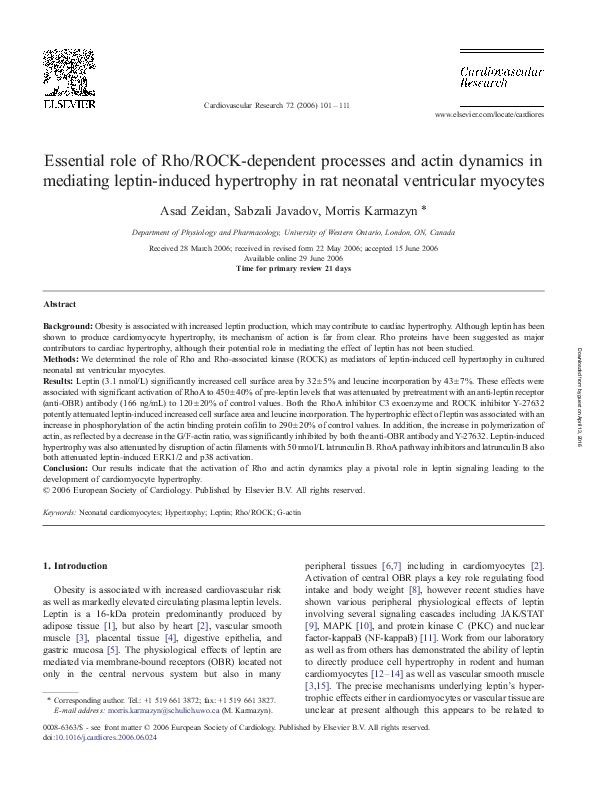 (PDF) Essential role of Rho/ROCK-dependent processes and actin dynamics ...