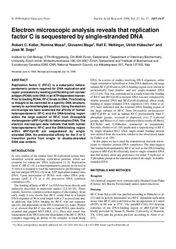 (PDF) Electron microscopic analysis reveals that replication factor C ...