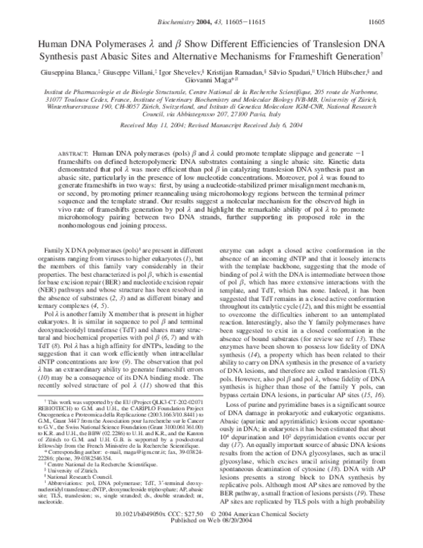 (PDF) Human DNA Polymerases λ and β Show Different Efficiencies of ...
