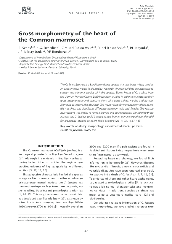 (PDF) Gross morphometry of the heart of the Common marmoset