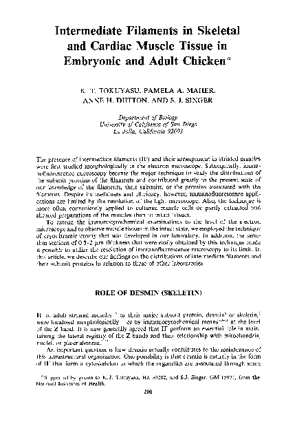 (PDF) Intermediate Filaments in Skeletal and Cardiac Muscle Tissue in ...