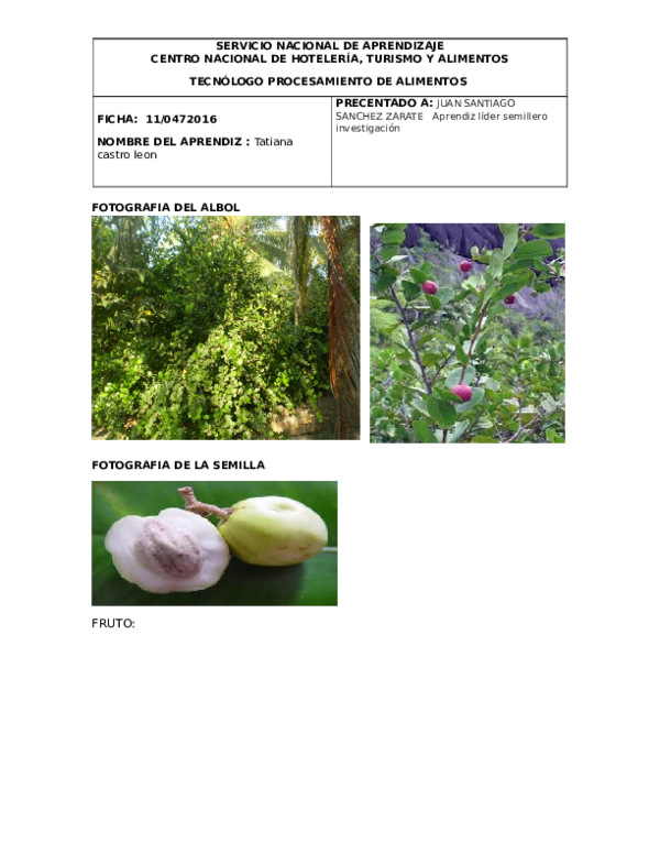 (DOC) FOTOGRAFIA DEL ALBOL FOTOGRAFIA DE LA SEMILLA SERVICIO NACIONAL ...