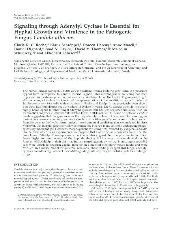 (PDF) Signaling through Adenylyl Cyclase Is Essential for Hyphal Growth ...