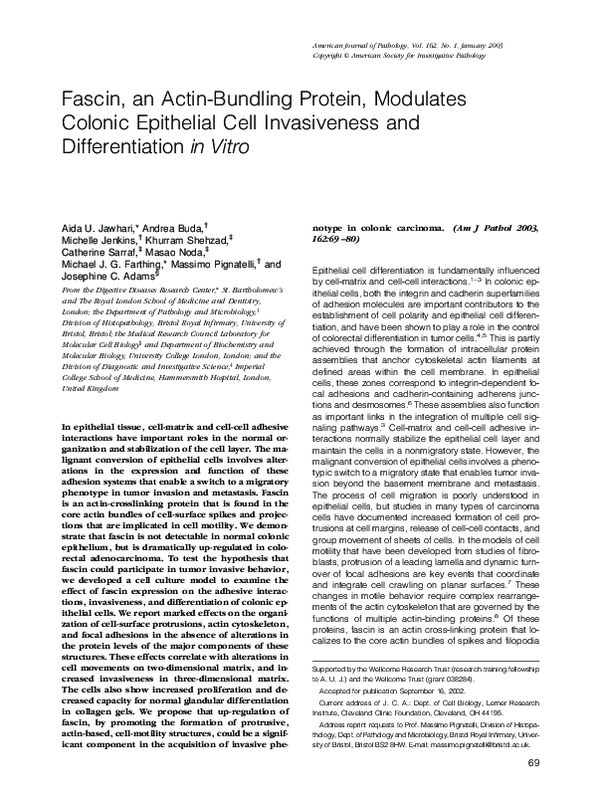 (PDF) Fascin, an Actin-Bundling Protein, Modulates Colonic Epithelial ...