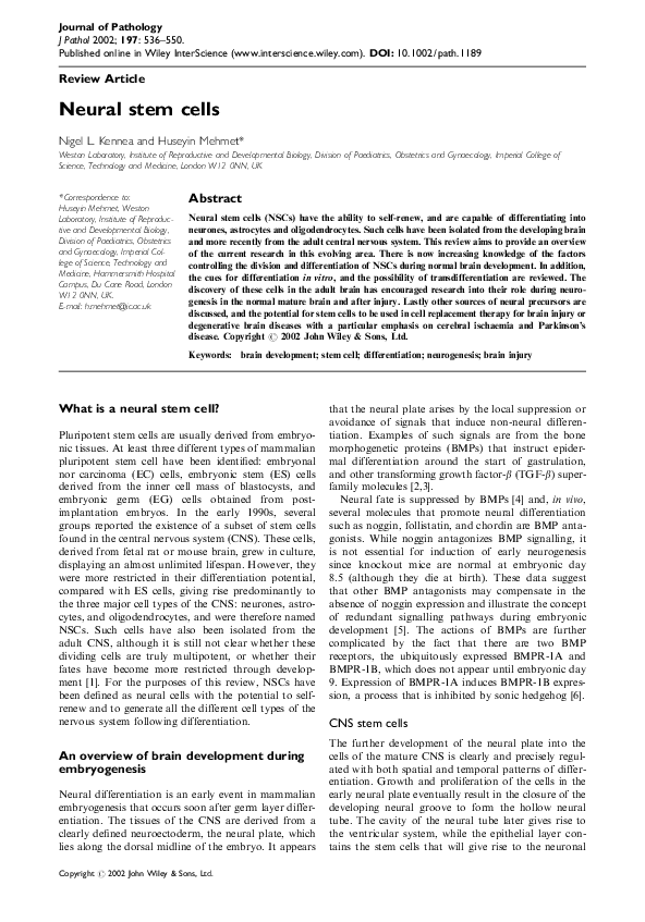 (PDF) Neural stem cells