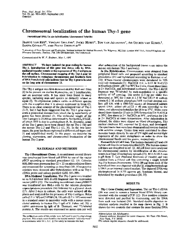 (PDF) Chromosomal localization of the human Thy-1 gene