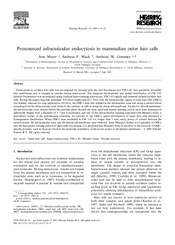 (PDF) Pronounced infracuticular endocytosis in mammalian outer hair ...