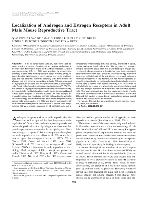 (PDF) Localization of Androgen and Estrogen Receptors In Adult Male ...