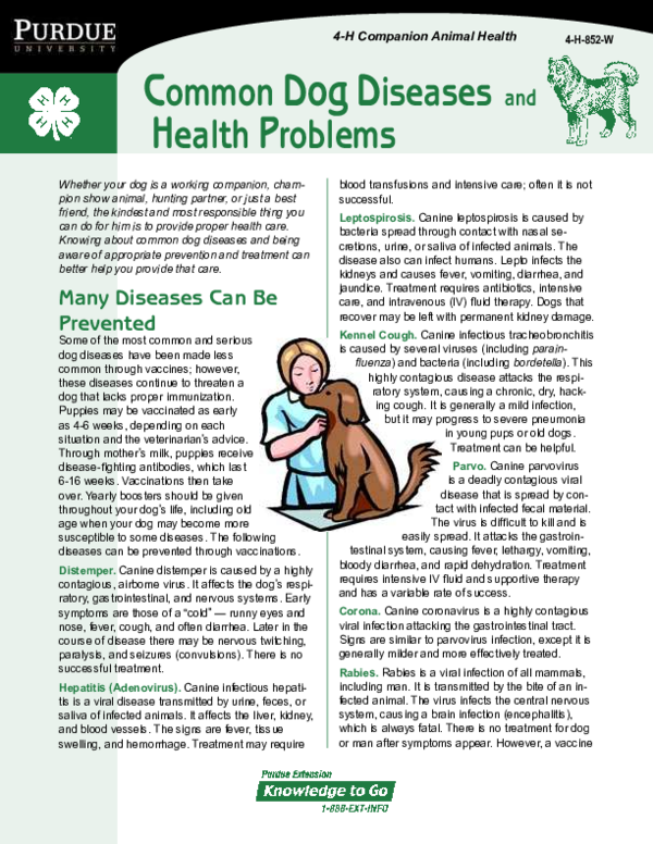 (PDF) Common Dog Diseases and Health Problems