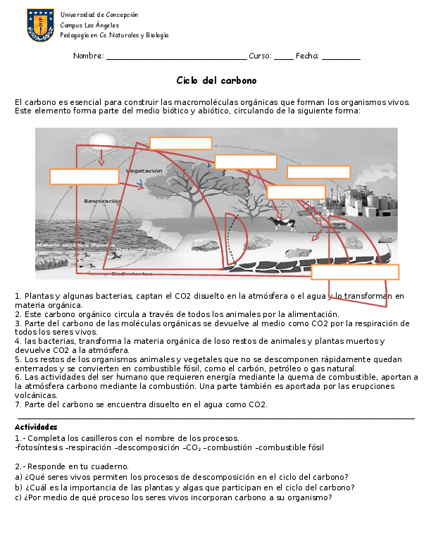(DOC) Ciclo del carbono