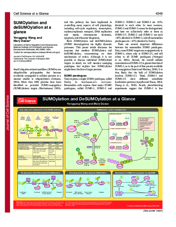 (PDF) SUMOylation and deSUMOylation at a glance