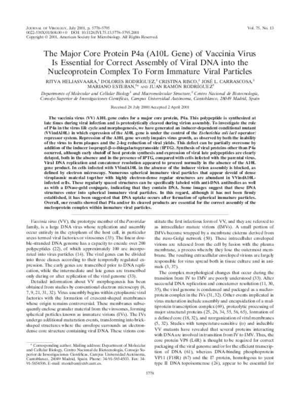(PDF) The Major Core Protein P4a (A10L Gene) of Vaccinia Virus Is ...