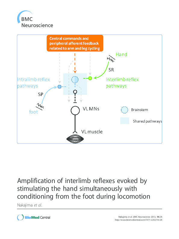 (PDF) Amplification of interlimb reflexes evoked by stimulating the ...