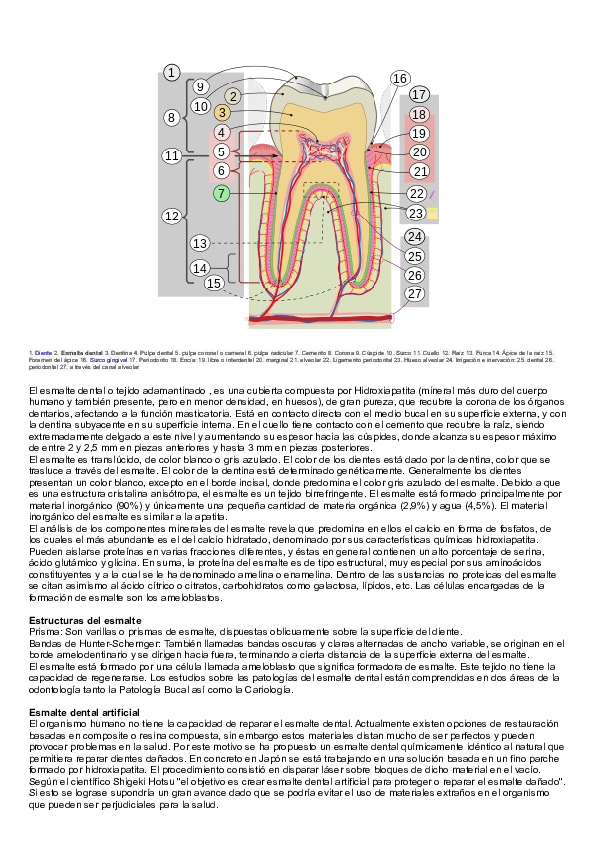 (DOC) Estructura de esmalte y dentina