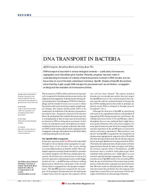 (PDF) DNA transport in bacteria