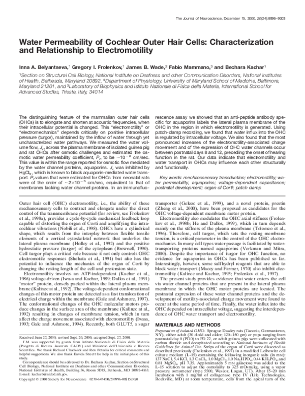 (PDF) Water permeability of cochlear outer hair cells: characterization ...