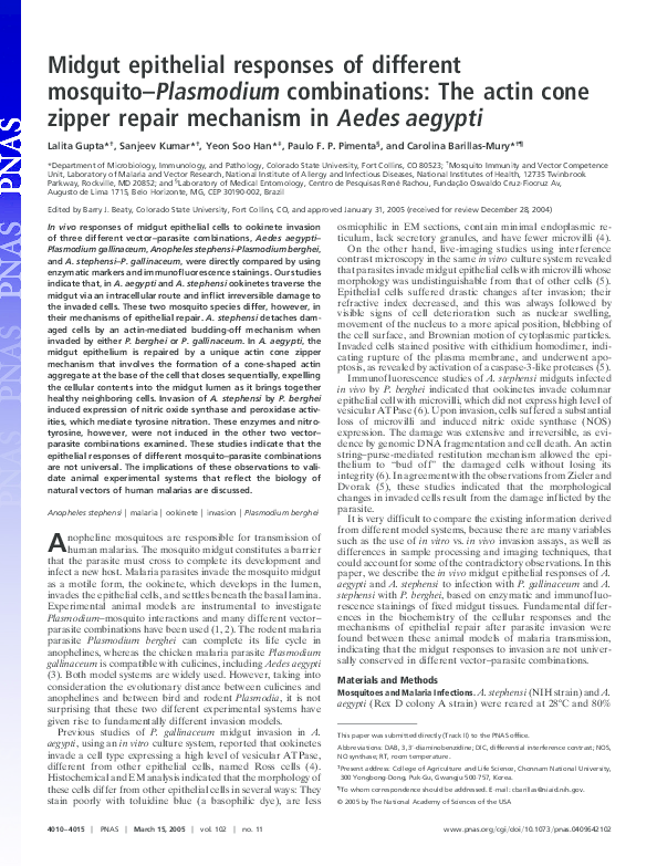 (PDF) Midgut epithelial responses of different mosquito-Plasmodium combinations: The actin cone ...