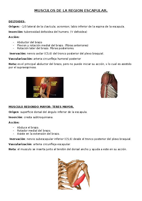 (DOC) MUSCULOS DE LA REGION ESCAPULAR
