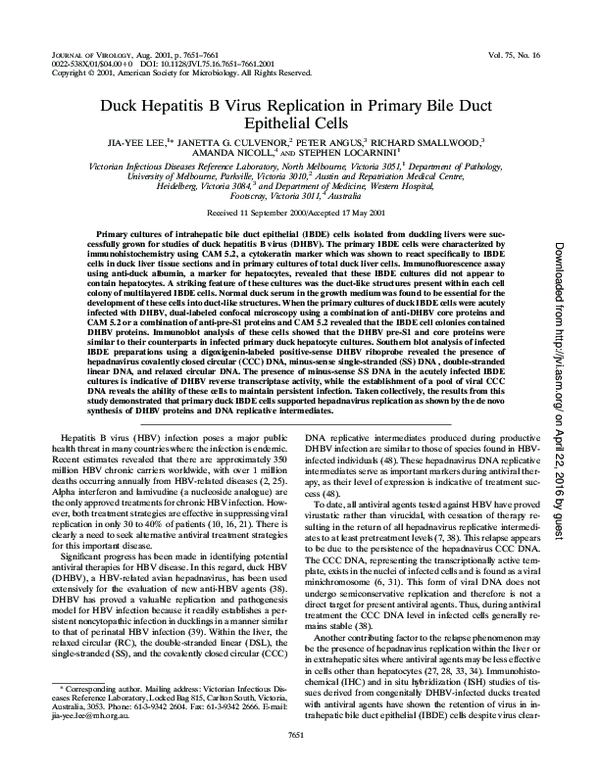 (PDF) Duck Hepatitis B Virus Replication in Primary Bile Duct ...
